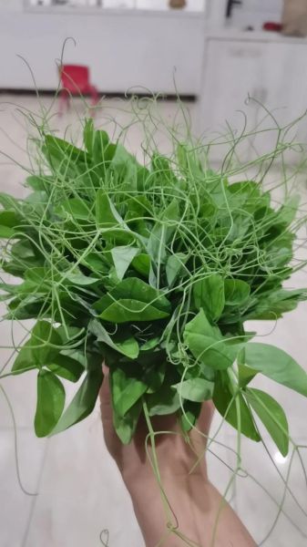 荷兰豆苗图片_如何种植荷兰豆苗-第2张图片-山城妙识 荷兰豆苗图片_如何种植荷兰豆苗-第2张图片-山城妙识