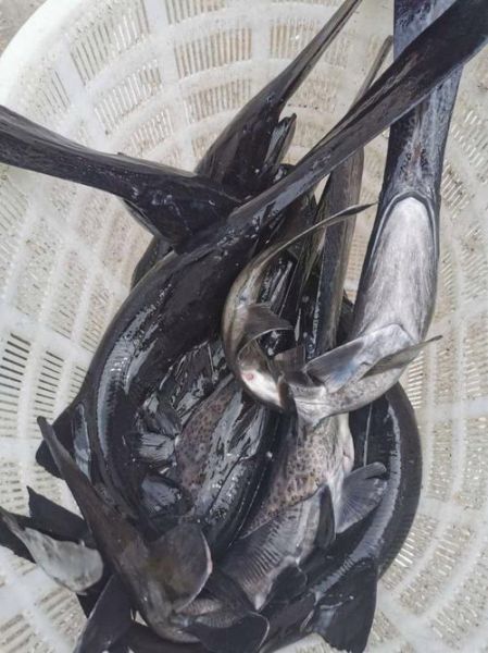 鸭嘴鲟鱼怎么养_鸭嘴鲟鱼多少钱一斤-第2张图片-山城妙识 鸭嘴鲟鱼怎么养_鸭嘴鲟鱼多少钱一斤-第2张图片-山城妙识