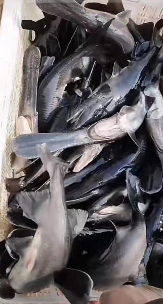 鸭嘴鲟鱼怎么养_鸭嘴鲟鱼多少钱一斤-第1张图片-山城妙识 鸭嘴鲟鱼怎么养_鸭嘴鲟鱼多少钱一斤-第1张图片-山城妙识