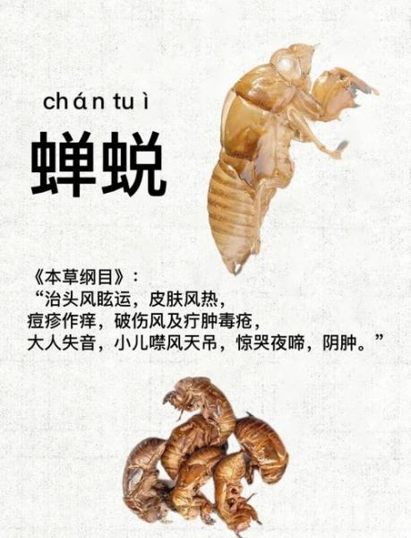蝉蜕的功效与作用_蝉蜕主治什么病-第1张图片-山城妙识 蝉蜕的功效与作用_蝉蜕主治什么病-第1张图片-山城妙识