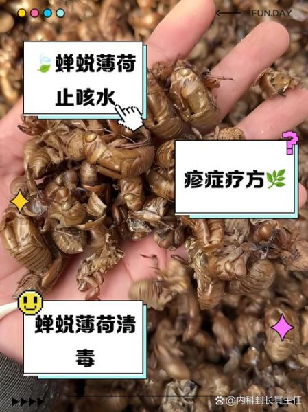 蝉蜕的功效与作用_蝉蜕主治什么病-第2张图片-山城妙识 蝉蜕的功效与作用_蝉蜕主治什么病-第2张图片-山城妙识