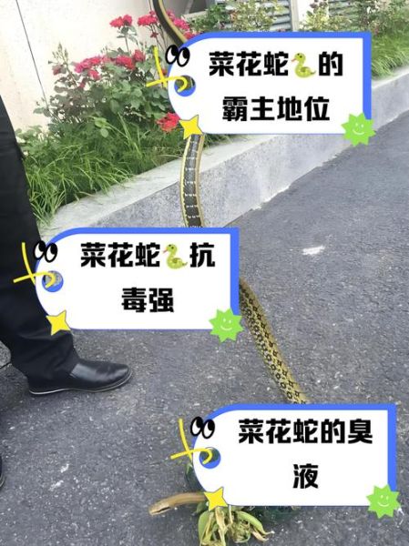 黄菜花蛇有毒吗_黄菜花蛇图片怎么分辨-第2张图片-山城妙识 黄菜花蛇有毒吗_黄菜花蛇图片怎么分辨-第2张图片-山城妙识
