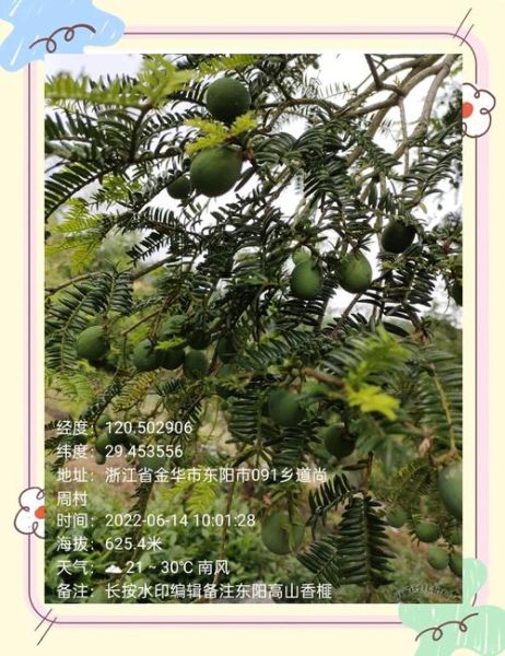 榧子树几年结果_榧子树种植技巧-第1张图片-山城妙识 榧子树几年结果_榧子树种植技巧-第1张图片-山城妙识