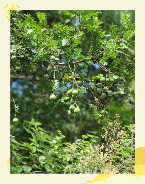 榧子树几年结果_榧子树种植技巧-第2张图片-山城妙识 榧子树几年结果_榧子树种植技巧-第2张图片-山城妙识