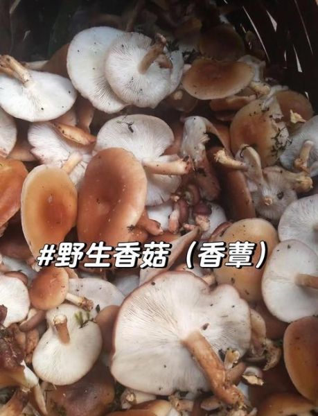 香菇有毒吗_野生香菇怎么辨别-第1张图片-山城妙识 香菇有毒吗_野生香菇怎么辨别-第1张图片-山城妙识