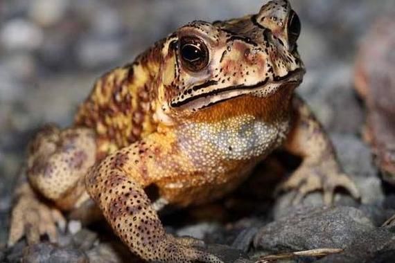 蟾蜍吃什么_蟾蜍怎么养-第3张图片-山城妙识 蟾蜍吃什么_蟾蜍怎么养-第3张图片-山城妙识