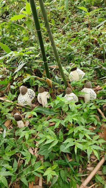 竹荪怎么泡发_竹荪图片视频哪里找-第2张图片-山城妙识