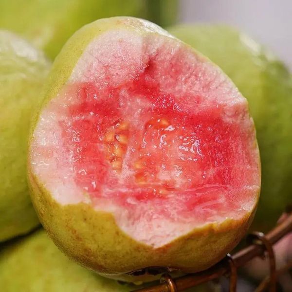 红心番石榴热量高吗_红心番石榴维C含量多少-第1张图片-山城妙识