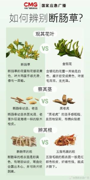 断肠草吃了会死人吗_中毒症状多久出现-第1张图片-山城妙识