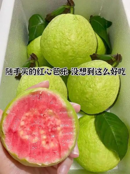 红心番石榴热量高吗_红心番石榴维C含量多少-第2张图片-山城妙识