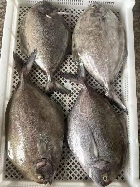 黑鲳鱼多少钱一斤_黑鲳鱼怎么做好吃-第1张图片-山城妙识