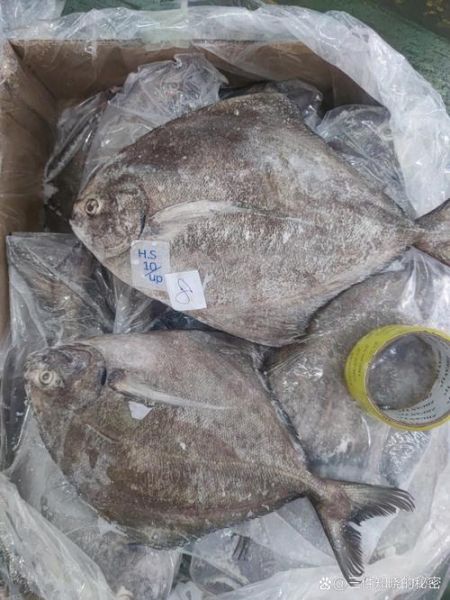 黑鲳鱼多少钱一斤_黑鲳鱼怎么做好吃-第3张图片-山城妙识