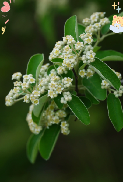 牛筋木图片_牛筋木是什么树-第1张图片-山城妙识