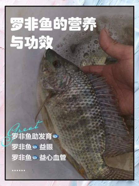 罗非鱼怎么做好吃_罗非鱼的营养价值-第2张图片-山城妙识