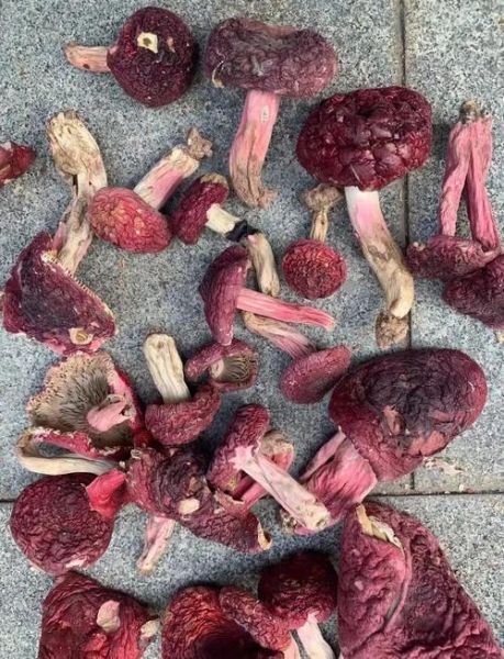 红菇可以人工种植吗_红菇人工种植技术难点-第1张图片-山城妙识