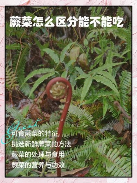 老蕨菜致癌吗_是真的吗-第1张图片-山城妙识 老蕨菜致癌吗_是真的吗-第1张图片-山城妙识