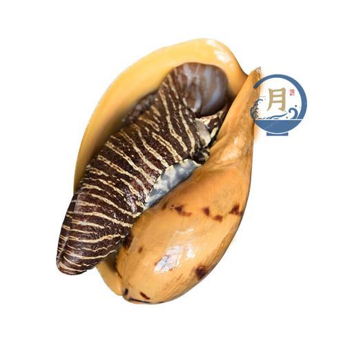 黄螺多少钱一斤_黄螺价格行情-第1张图片-山城妙识