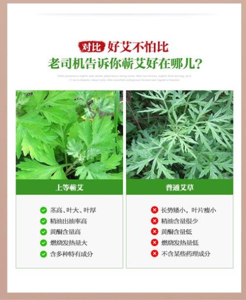 艾条的功效与作用_艾条怎么用最有效-第2张图片-山城妙识 艾条的功效与作用_艾条怎么用最有效-第2张图片-山城妙识