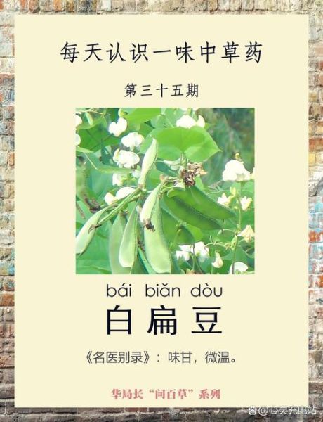 扁豆的功效与作用有哪些_扁豆主治什么病-第3张图片-山城妙识 扁豆的功效与作用有哪些_扁豆主治什么病-第3张图片-山城妙识