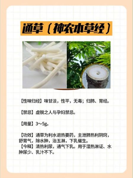 通草的功效与作用_通草主治哪些疾病-第1张图片-山城妙识