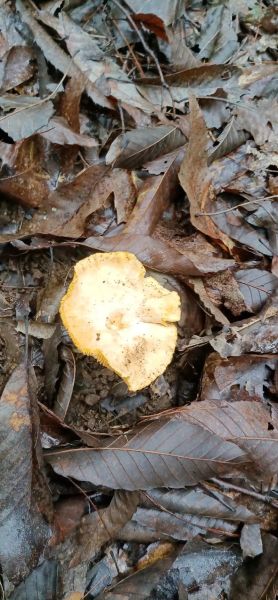 黄丝菌图片_如何辨别真假-第1张图片-山城妙识