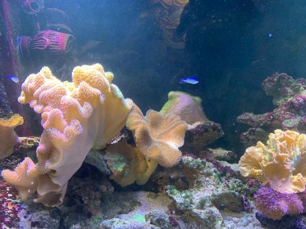 海草长什么样_海草怎么种植-第2张图片-山城妙识