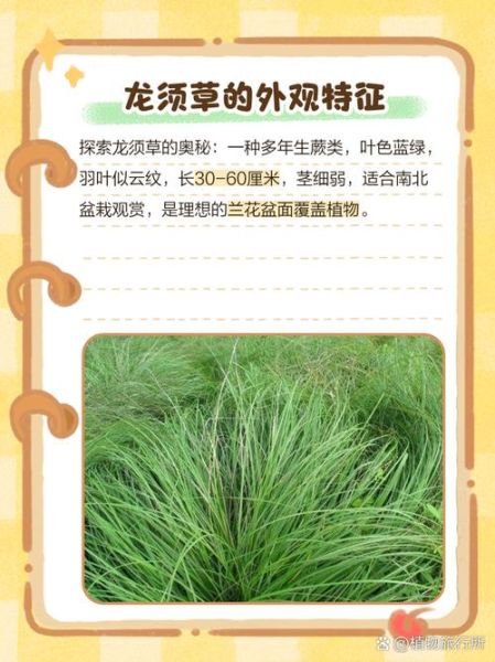 龙须草别名有哪些_龙须草与灯芯草区别-第1张图片-山城妙识