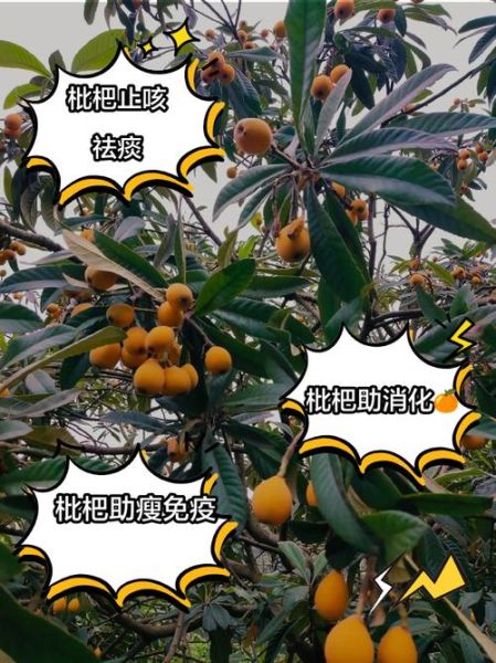 吃枇杷果有什么好处_枇杷果禁忌有哪些-第1张图片-山城妙识
