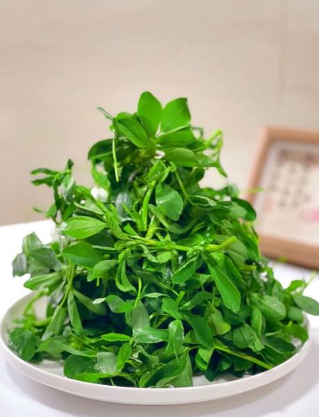 苜蓿菜怎么做好吃_苜蓿菜的家常做法-第1张图片-山城妙识