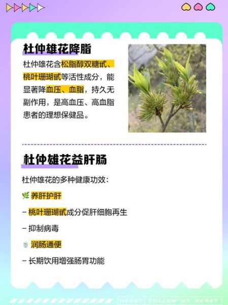 杜仲雄花茶的功效与作用_适合什么人喝-第1张图片-山城妙识 杜仲雄花茶的功效与作用_适合什么人喝-第1张图片-山城妙识