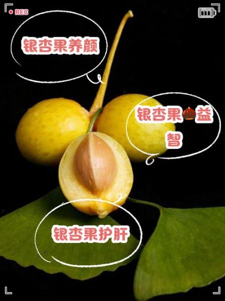 银杏仁的功效与作用禁忌_银杏仁怎么吃才安全-第3张图片-山城妙识 银杏仁的功效与作用禁忌_银杏仁怎么吃才安全-第3张图片-山城妙识