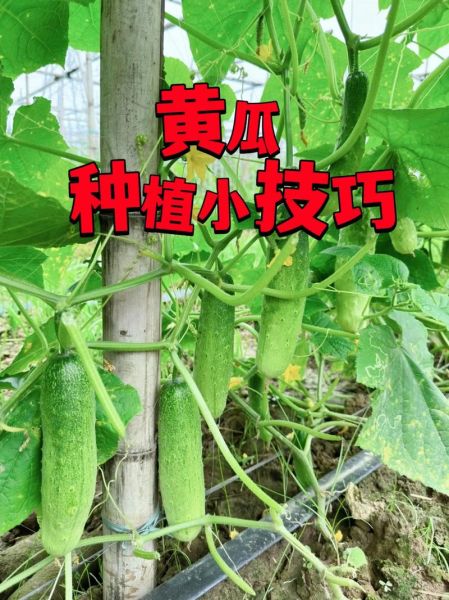 黄瓜种植技术_如何提高黄瓜产量-第1张图片-山城妙识 黄瓜种植技术_如何提高黄瓜产量-第1张图片-山城妙识