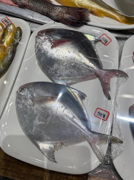 鲳鱼种类大全_鲳鱼图片怎么区分-第3张图片-山城妙识 鲳鱼种类大全_鲳鱼图片怎么区分-第3张图片-山城妙识