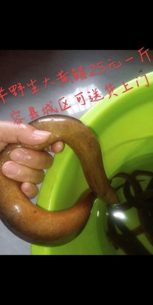 鳝鱼的营养价值及功效_鳝鱼的功效与作用有哪些-第1张图片-山城妙识 鳝鱼的营养价值及功效_鳝鱼的功效与作用有哪些-第1张图片-山城妙识