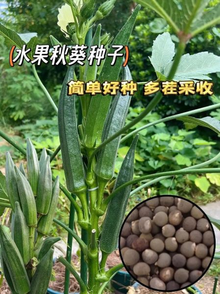 秋葵种子怎么催芽_秋葵种子种植方法-第3张图片-山城妙识 秋葵种子怎么催芽_秋葵种子种植方法-第3张图片-山城妙识