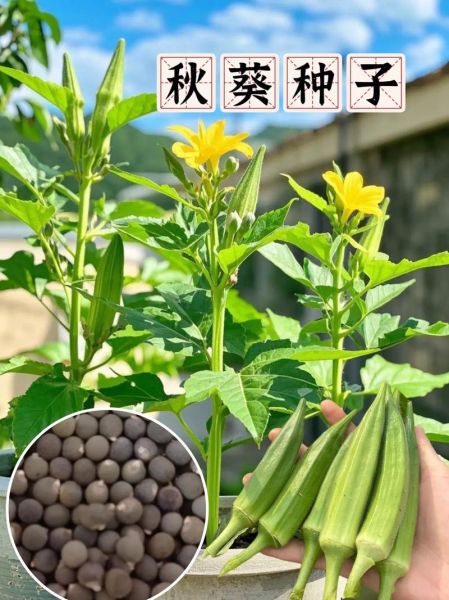 秋葵种子怎么催芽_秋葵种子种植方法-第1张图片-山城妙识 秋葵种子怎么催芽_秋葵种子种植方法-第1张图片-山城妙识