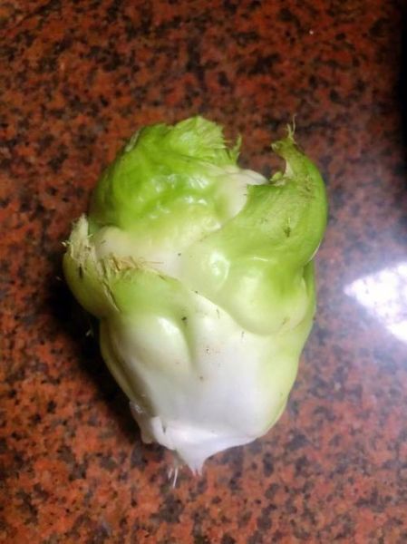 儿菜是榨菜吗_儿菜和榨菜的区别-第3张图片-山城妙识 儿菜是榨菜吗_儿菜和榨菜的区别-第3张图片-山城妙识