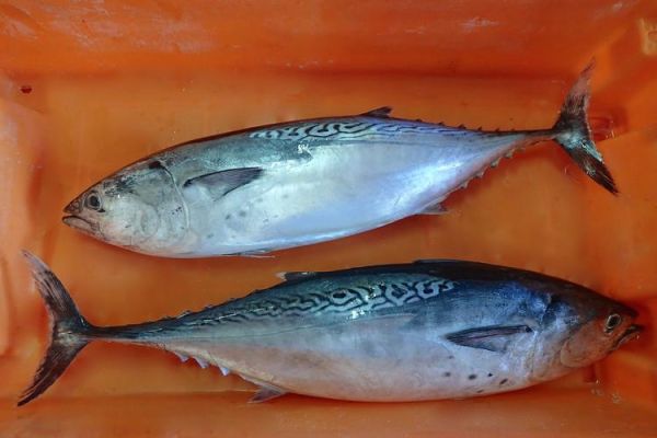 鲔怎么读_鲔鱼是什么鱼-第2张图片-山城妙识 鲔怎么读_鲔鱼是什么鱼-第2张图片-山城妙识