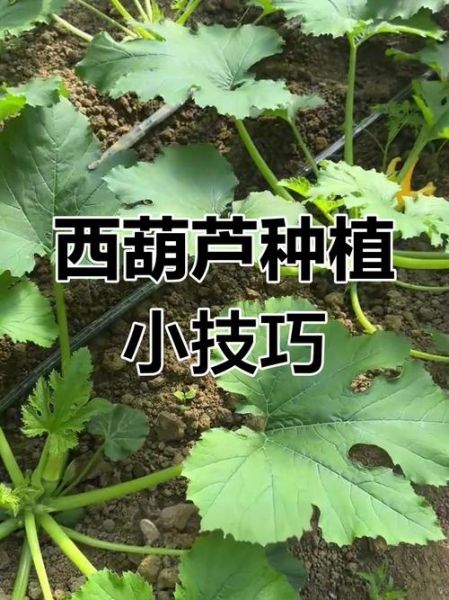 西葫芦怎么种_西葫芦管理方法-第3张图片-山城妙识 西葫芦怎么种_西葫芦管理方法-第3张图片-山城妙识