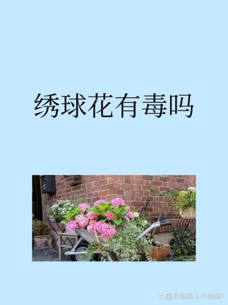 绣球花有毒吗_绣球花中毒症状-第1张图片-山城妙识 绣球花有毒吗_绣球花中毒症状-第1张图片-山城妙识