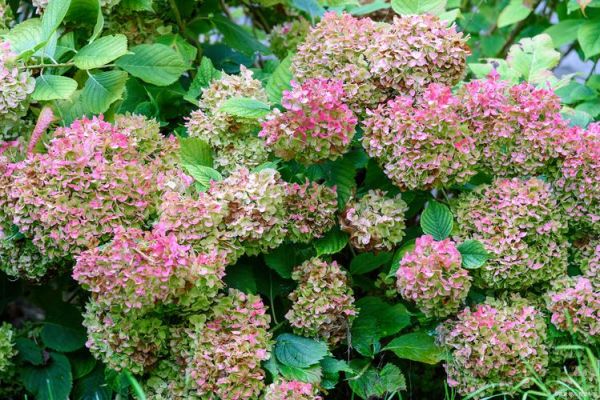 绣球花有毒吗_绣球花中毒症状-第2张图片-山城妙识 绣球花有毒吗_绣球花中毒症状-第2张图片-山城妙识