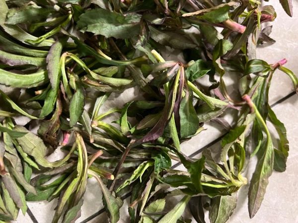 马兰头吃多了会中毒吗_马兰头食用安全指南-第3张图片-山城妙识 马兰头吃多了会中毒吗_马兰头食用安全指南-第3张图片-山城妙识