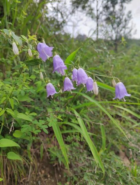 沙参的功效与作用_沙参主治什么病-第3张图片-山城妙识 沙参的功效与作用_沙参主治什么病-第3张图片-山城妙识
