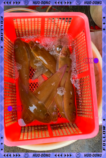 巴沙鱼片和龙利鱼片哪个好吃_口感区别与选购技巧-第1张图片-山城妙识 巴沙鱼片和龙利鱼片哪个好吃_口感区别与选购技巧-第1张图片-山城妙识