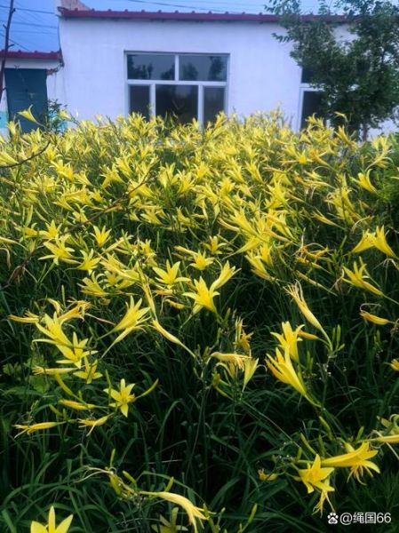 黄花菜开花了还能吃吗_怎么判断是否新鲜-第1张图片-山城妙识 黄花菜开花了还能吃吗_怎么判断是否新鲜-第1张图片-山城妙识