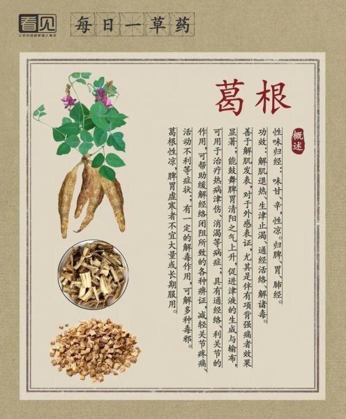 葛根是什么植物的根_葛根的功效与作用-第3张图片-山城妙识