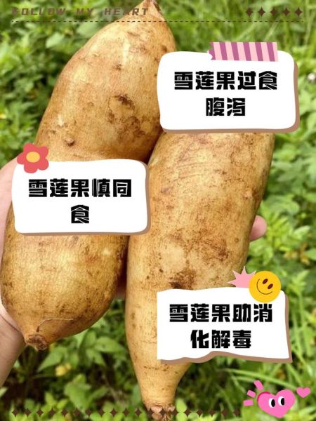 雪莲果怎么吃减肥快_雪莲果减肥的正确吃法-第3张图片-山城妙识 雪莲果怎么吃减肥快_雪莲果减肥的正确吃法-第3张图片-山城妙识