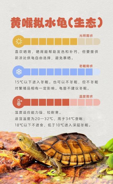 黄喉拟水龟冬眠温度_黄喉拟水龟冬眠注意事项-第1张图片-山城妙识 黄喉拟水龟冬眠温度_黄喉拟水龟冬眠注意事项-第1张图片-山城妙识