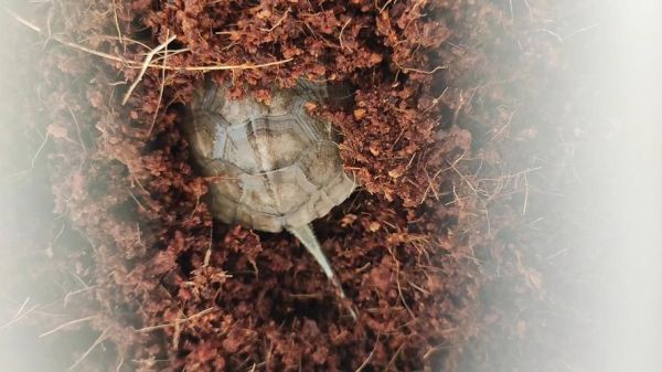 黄喉拟水龟冬眠温度_黄喉拟水龟冬眠注意事项-第3张图片-山城妙识 黄喉拟水龟冬眠温度_黄喉拟水龟冬眠注意事项-第3张图片-山城妙识