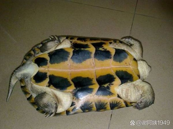 黄喉拟水龟冬眠温度_黄喉拟水龟冬眠注意事项-第2张图片-山城妙识 黄喉拟水龟冬眠温度_黄喉拟水龟冬眠注意事项-第2张图片-山城妙识